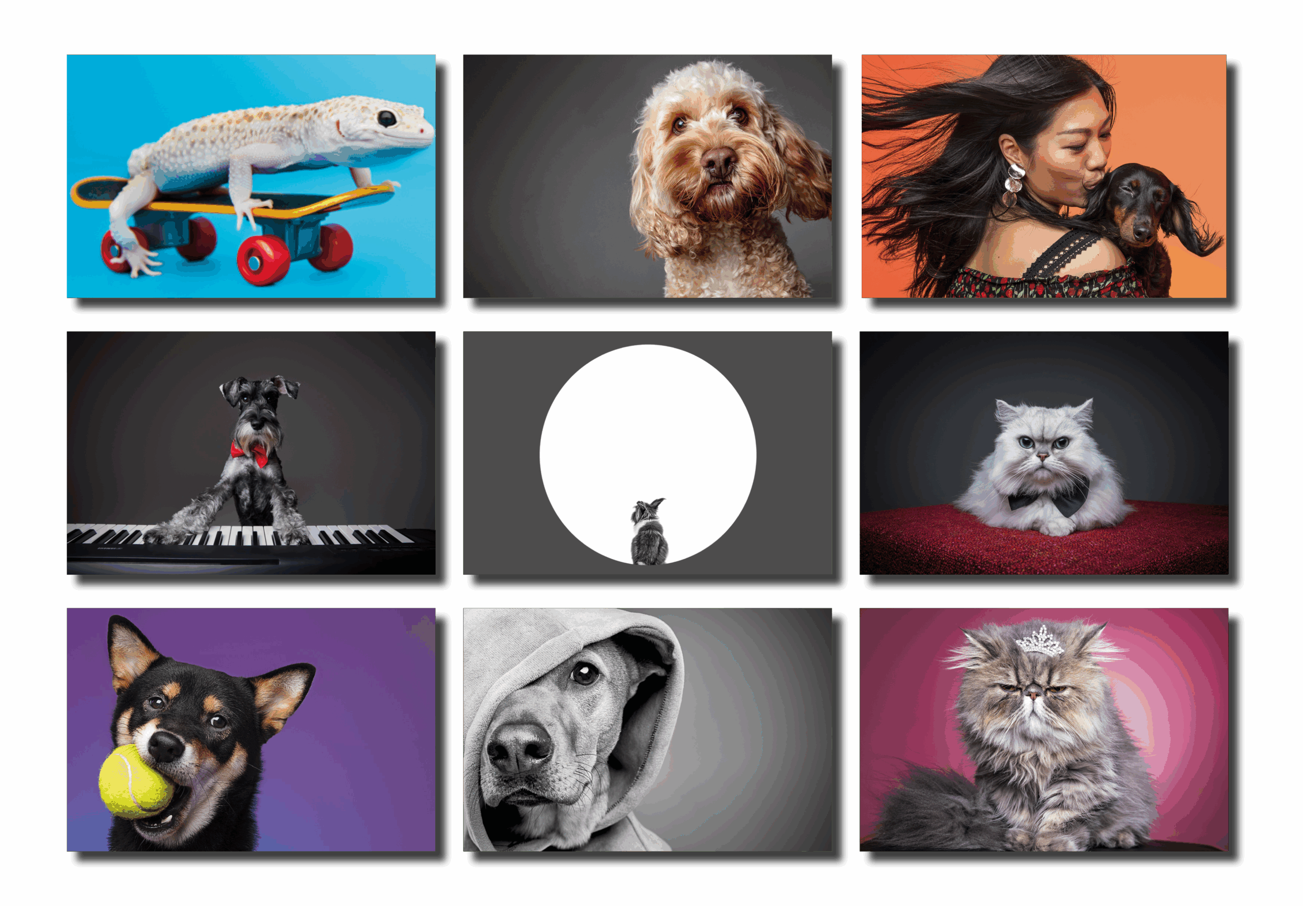 Venture Studios | Pet Platinum Package